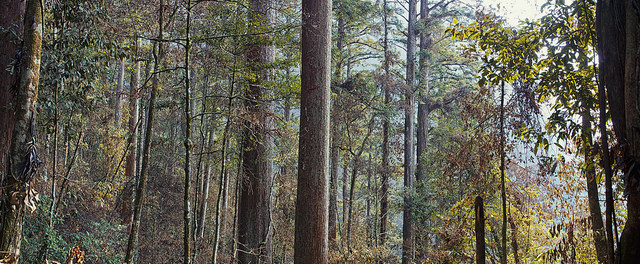 Forest mapping – Open Geo Blog